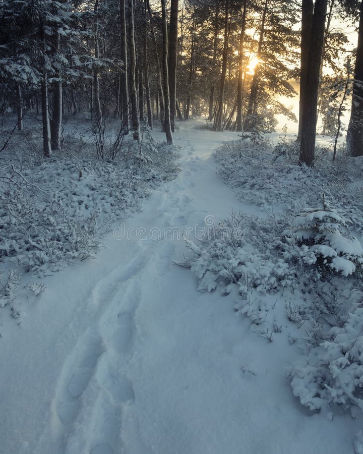 Snowfall in evening time stock image. Image of cover - 139889161
