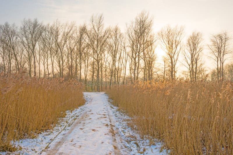 Path through a Frozen Field in Winter Stock Photo - Image of ...