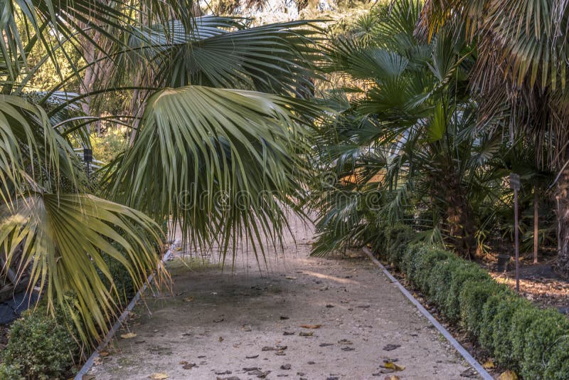 Path in a Garden with Palm Trees Stock Image - Image of road, lush ...