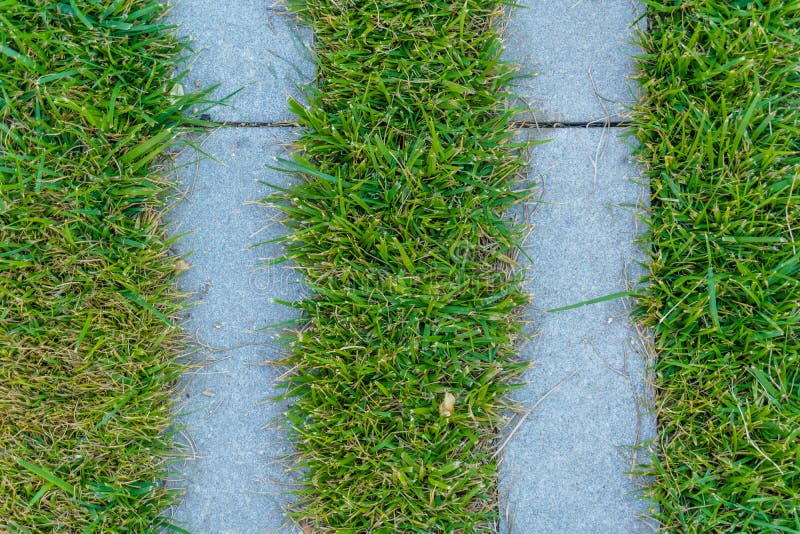Grass through Concrete Sidewalk 02 Stock Photo - Image of grass, blades ...