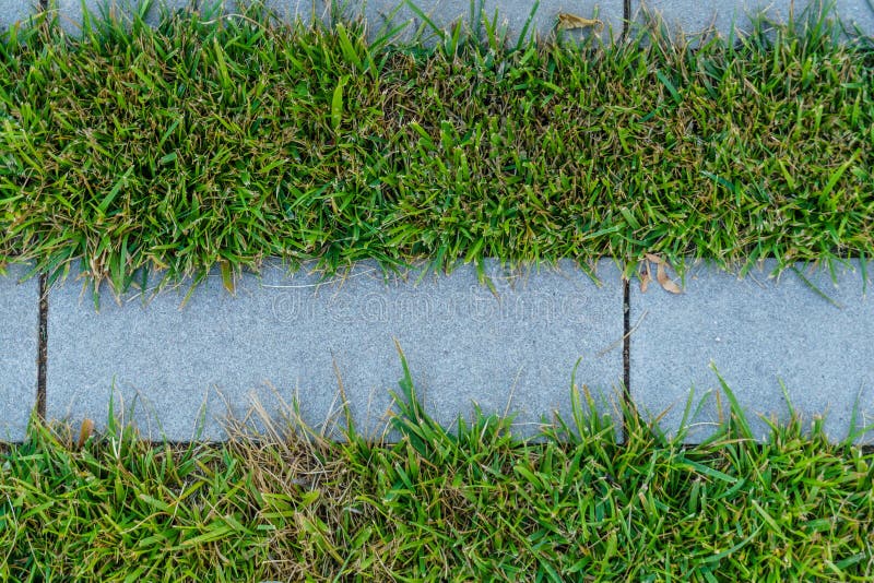 Grass through Concrete Sidewalk 02 Stock Photo - Image of grass, blades ...