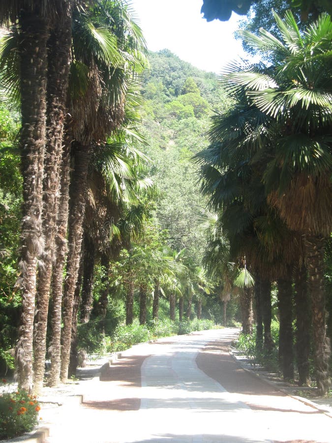 Path in the Garden among Greenery and Trees. Path for Running and ...