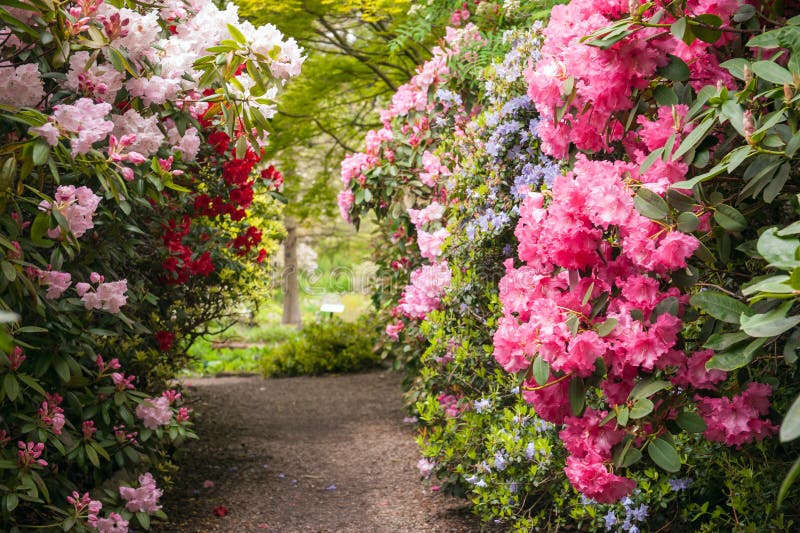 Path in garden stock photo. Image of path, color, leaves - 31360636