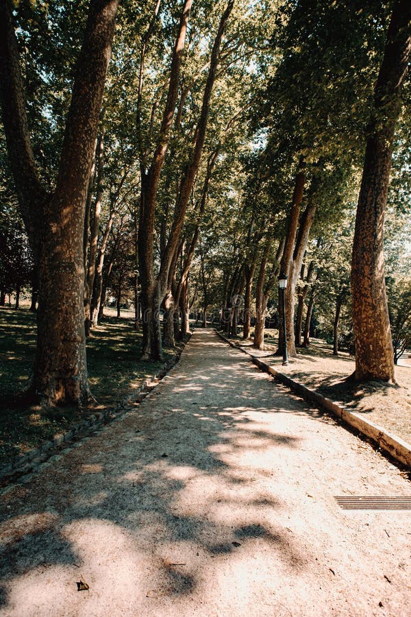 Path between the Giant Trees in the Middle of the Park Stock Photo ...