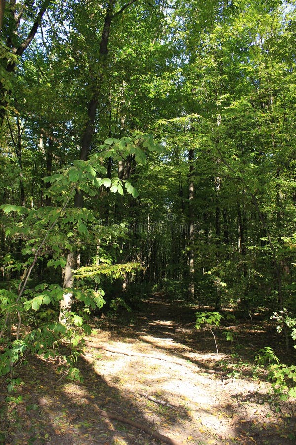 The Path Goes Deep into the Forest Stock Image - Image of season, tree ...