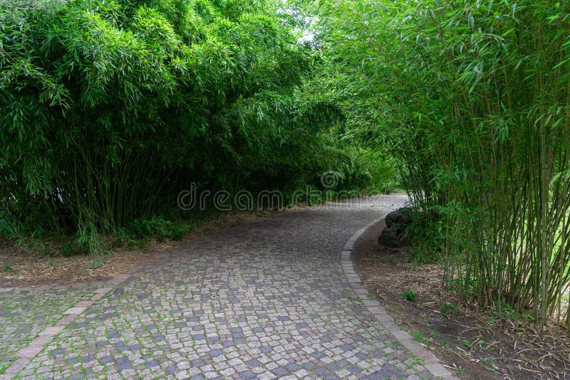 The Path Goes into the Distance Stock Image - Image of foliage, travel ...