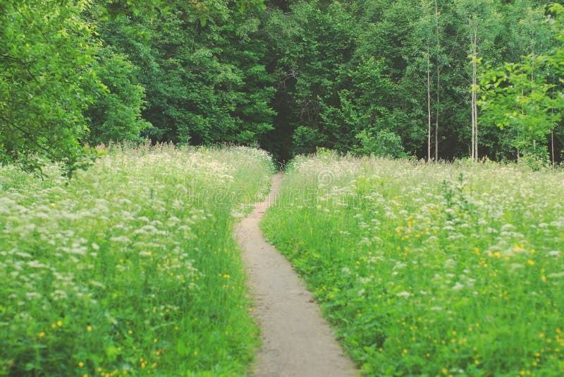 The Path Goes through a Green Summer Clearing and Leaves into the ...