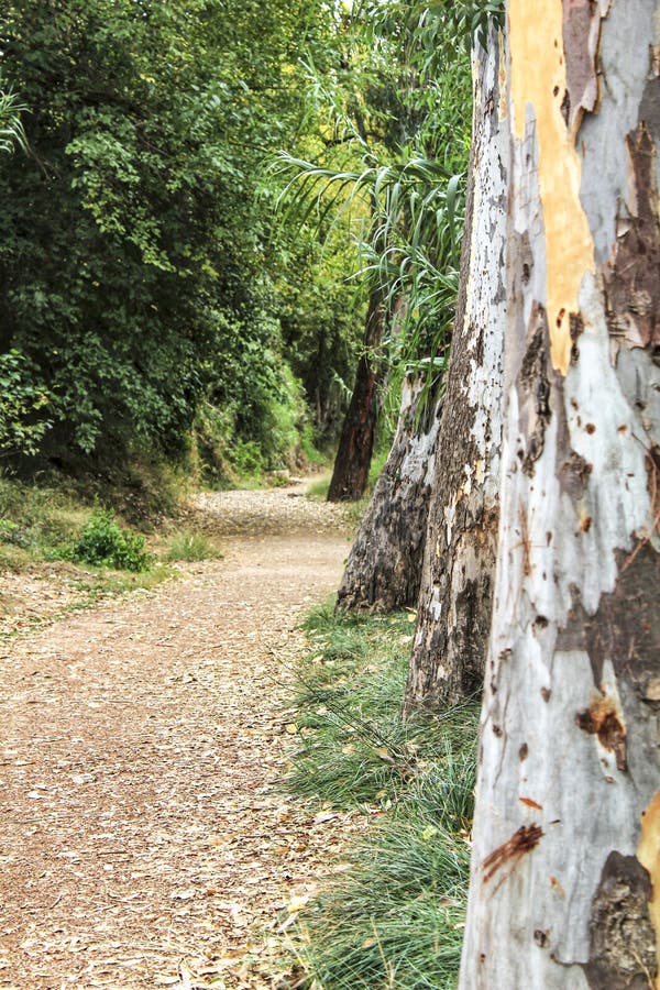 Path that Goes into Leafy Forest in Chelva Stock Photo - Image of beam ...