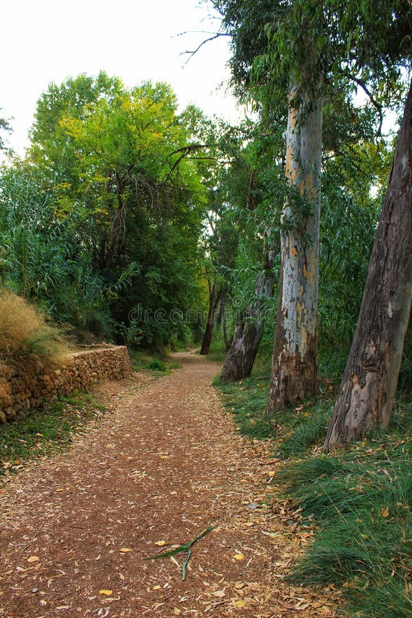 Path that Goes into Leafy Forest Stock Image - Image of ...