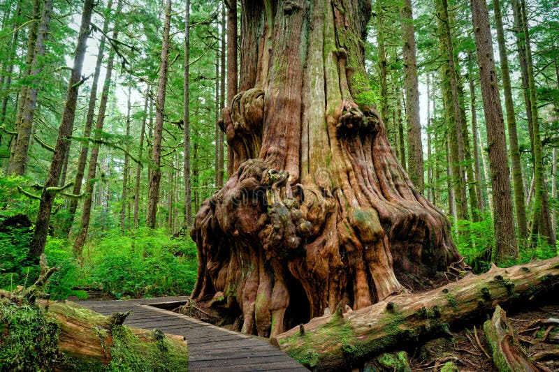 The Path is Going Around a Large Old Tree in the Forest Stock Image ...
