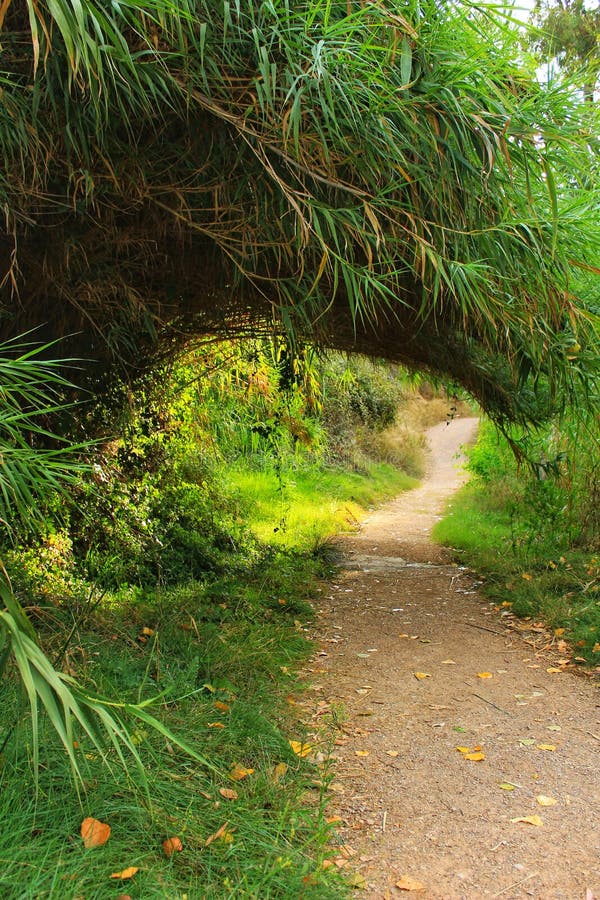 Path Going Deep into the Leafy Forest Stock Photo - Image of alley ...