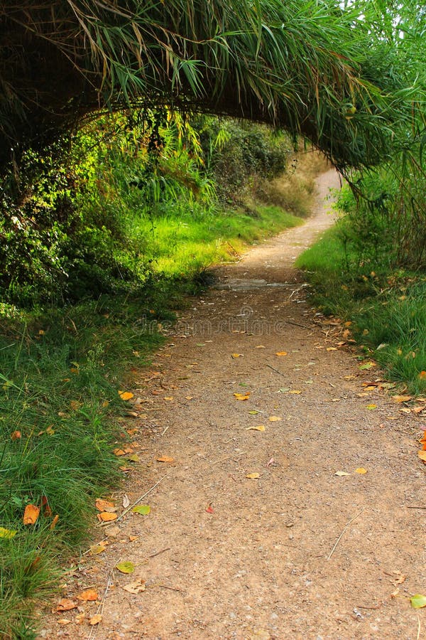 Path Going Deep into the Leafy Forest Stock Image - Image of journey ...