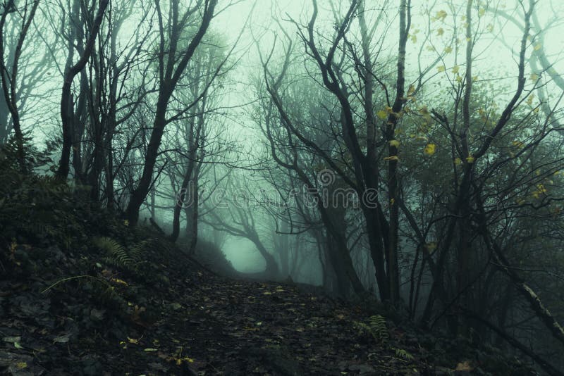 A Path Going through an Eerie, Spooky Forest. on a Misty Winters Days ...