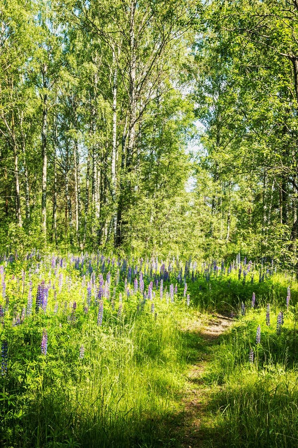 Path Going through the Forest and a Clearing with Flowers Stock Image ...