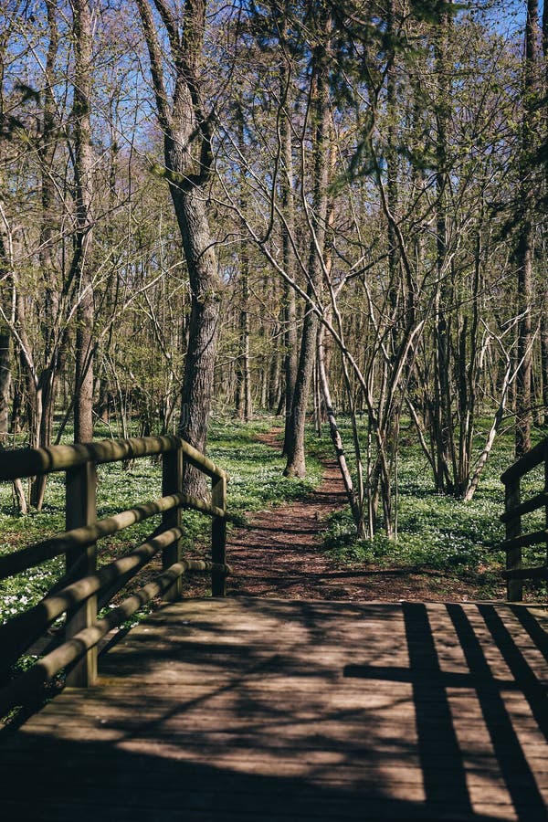A Path Going through a Spring Forest Covered with Wood Anemones. Stock ...
