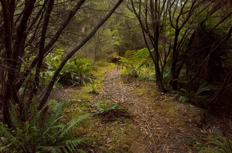 Australian Bush Landscape with Native Shrubs and Eucalyptus Tree Stock ...