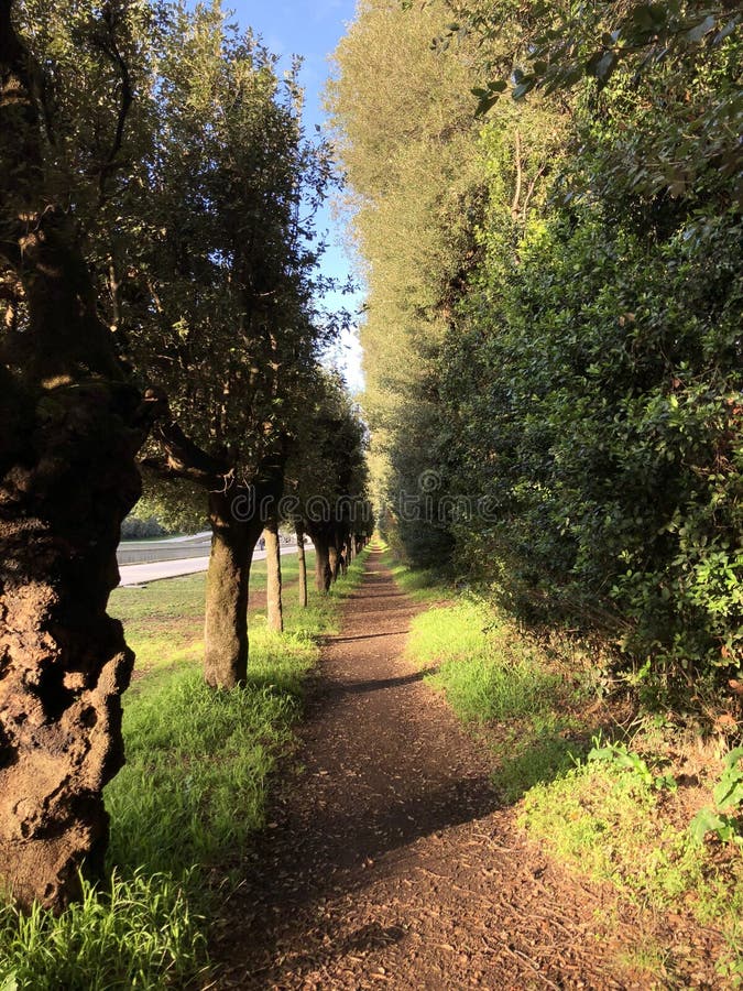Path to infinity stock photo. Image of grass, wooden - 31095452
