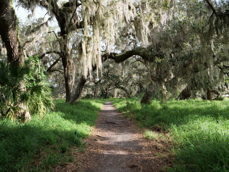 A Path Going Under Trees with Spanish Moss Stock Photo - Image of ...