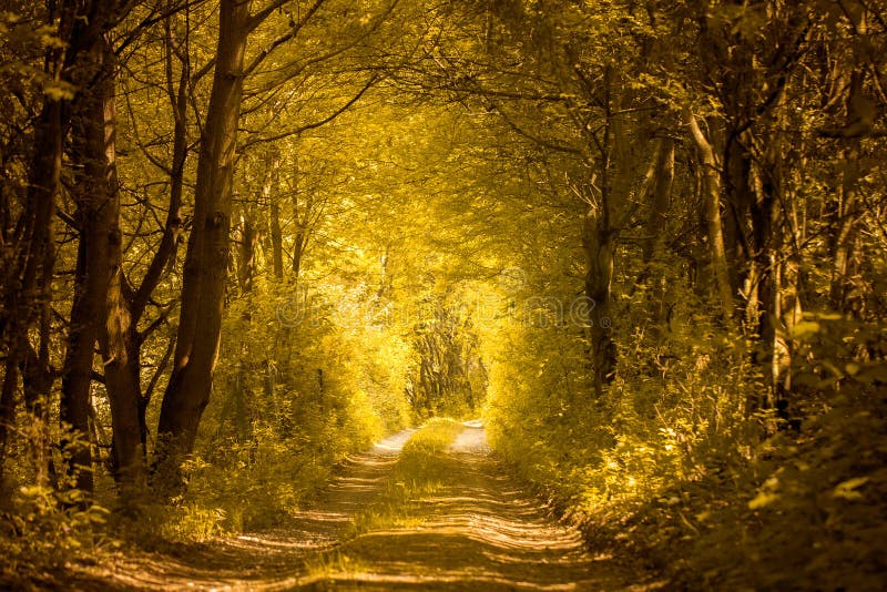 Path in golden forest stock image. Image of lush, adventure - 57745647