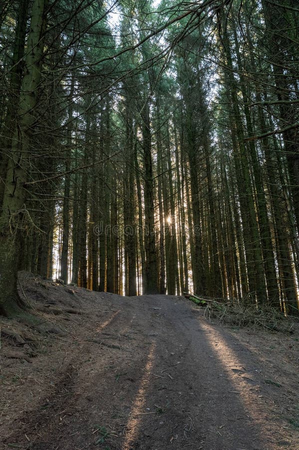 Path through a Golden Forest at Sunrise with Warm Light Stock Image ...