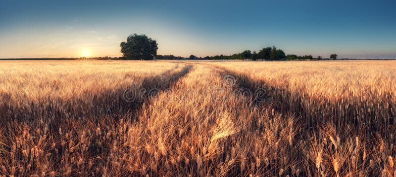 Path in Golden Wheat Field Landscape - Panorama Stock Image - Image of ...