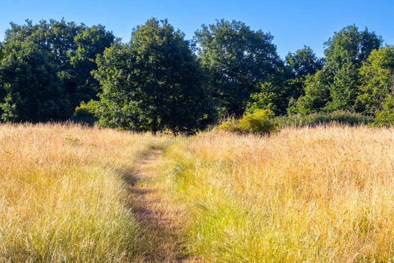 Morning Walk stock photo. Image of meadow, nature, beautiful - 251230766