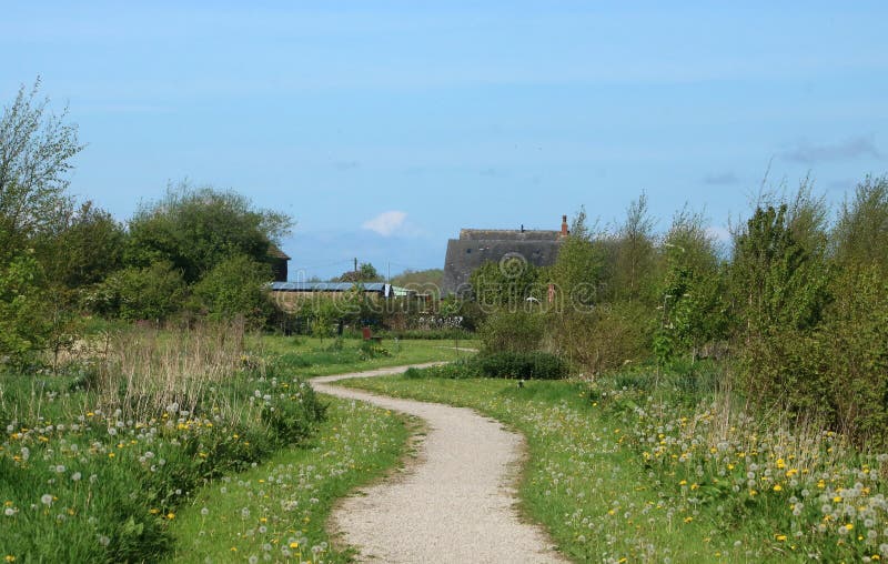 Path, Grass, Dandelion Seedheads, Clocks, Shrubs Stock Photo - Image of ...