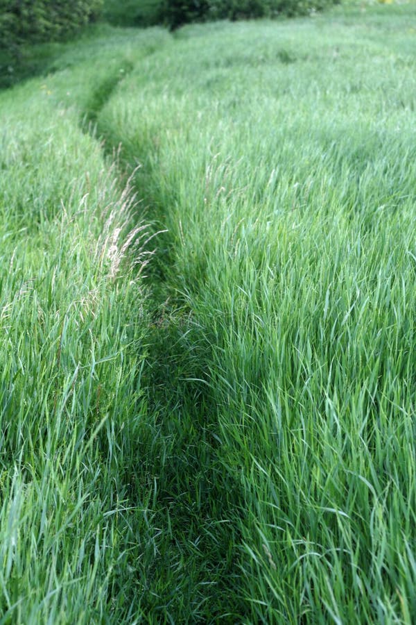Path through the grass stock image. Image of farm, spike - 43901647