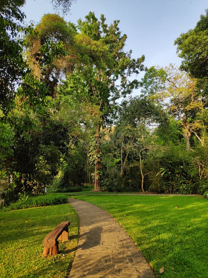 Path through a Grass Lawn Surrounded by Trees Stock Image - Image of ...