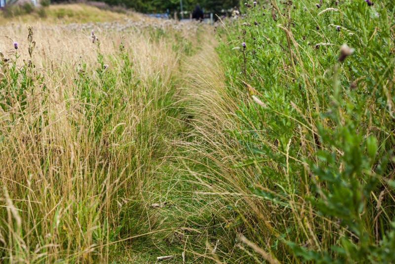 Path through the grass stock photo. Image of scene, landscape - 60666334