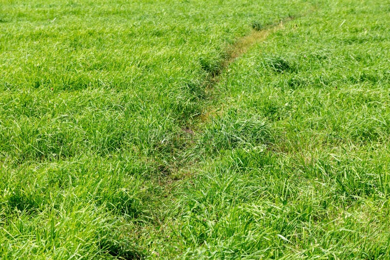 Path in the grass stock image. Image of dirt, surface - 227641387