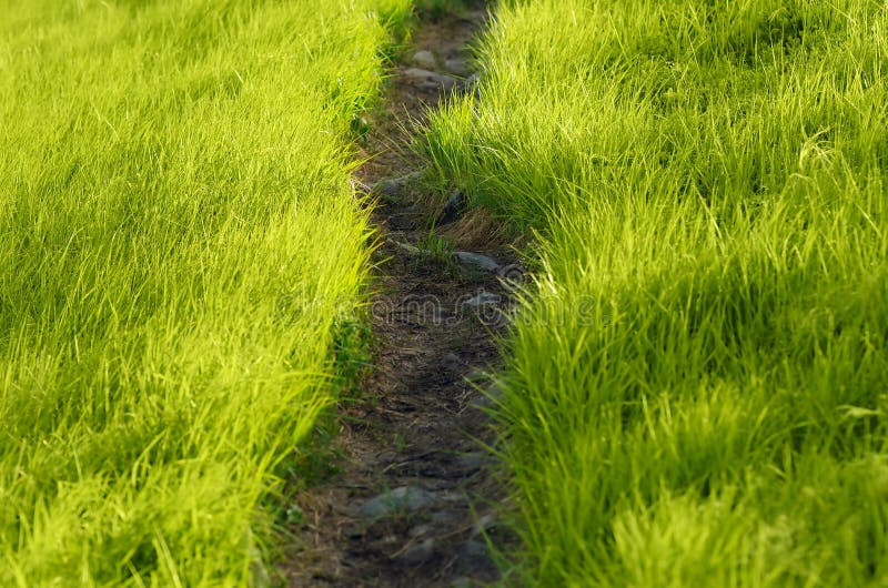 Path in the grass stock image. Image of greenery, route - 42923533