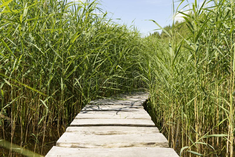 Path through the Grass. Path with a Wooden Deck in the Lake Marsh ...