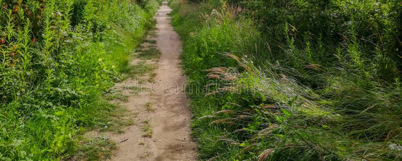 Path in the Grass in Summer Forest Stock Image - Image of forest ...