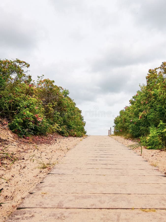 Path in the Grass in Summer Forest Stock Photo - Image of road, rural ...