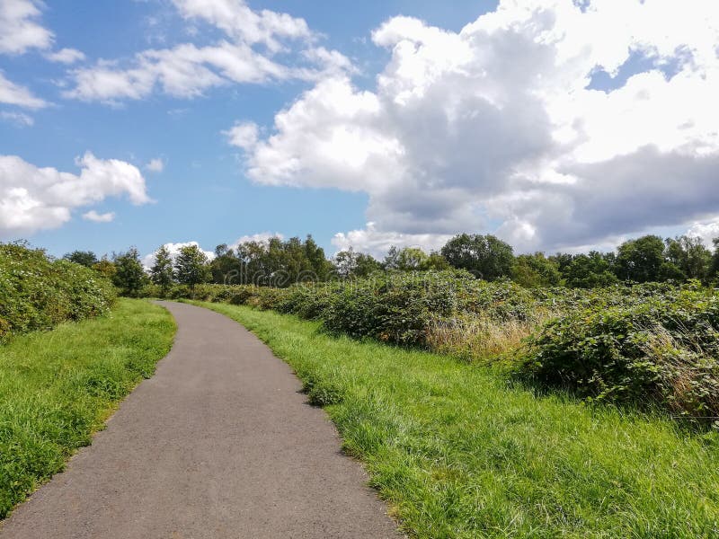 Path in the Grass in Summer Forest Stock Photo - Image of outdoors ...