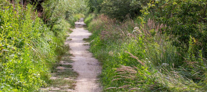 Path in the Grass in Summer Forest Stock Image - Image of wood, path ...