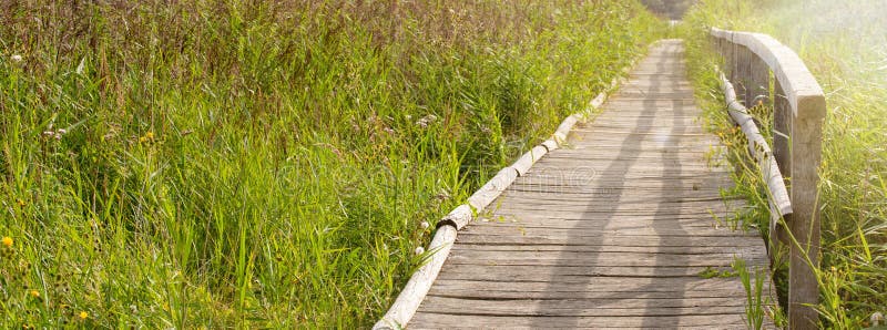Path in the Grass in Summer Forest Stock Photo - Image of rural ...