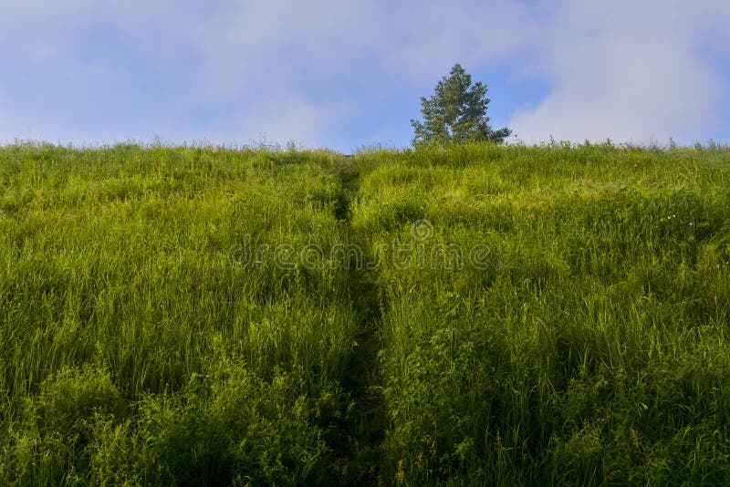 Mountain Path In The Tall Grass Stock Image - Image of stone, park ...