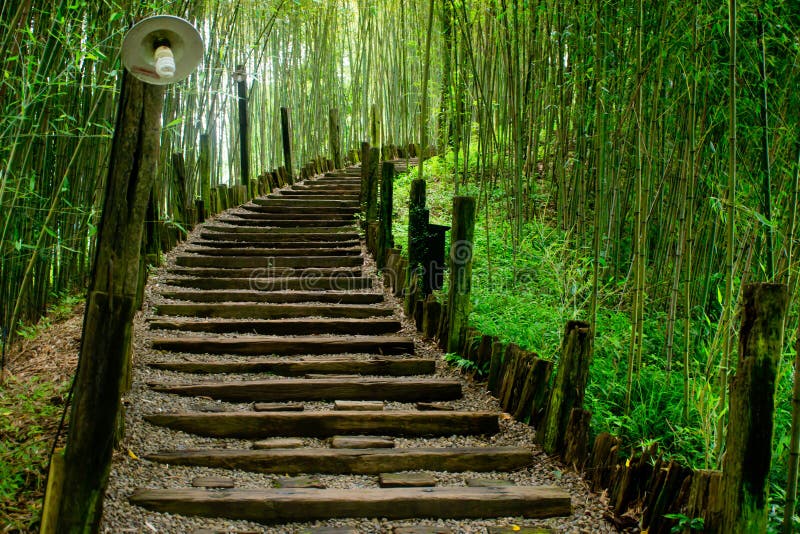 Path in Green Bamboo Forest Stock Image - Image of lush, beauty: 27483717