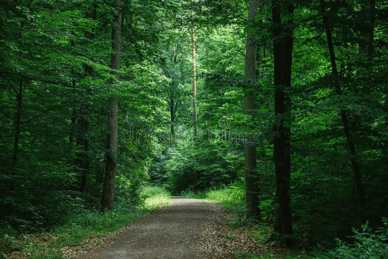 Path in Green Beautiful Dark Forest Stock Image - Image of road, path ...