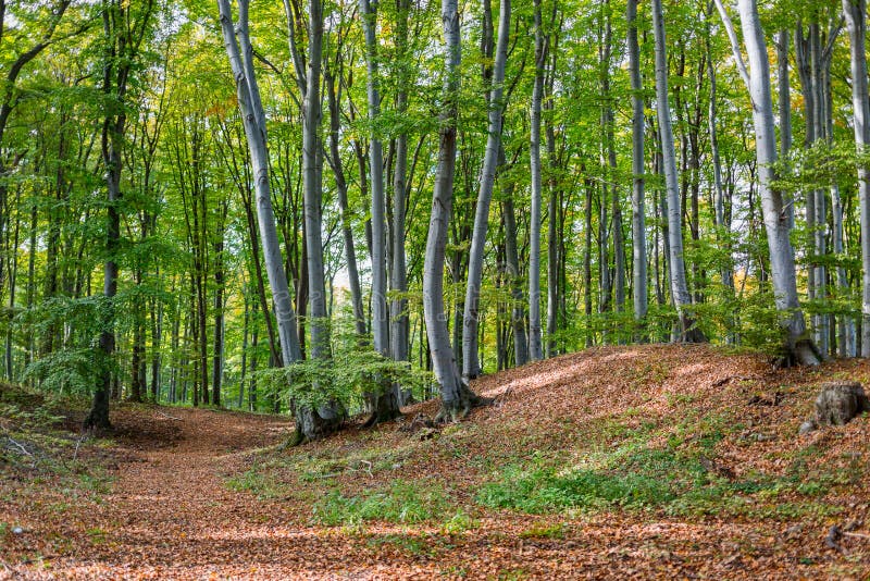 Path in Green Beech Forest. Smooth Gray Trunks of Beech Trees Stock ...