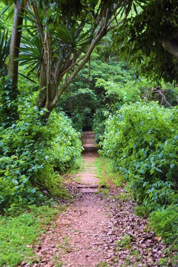 Path through Green Botanical Garden Stock Photo - Image of branches ...