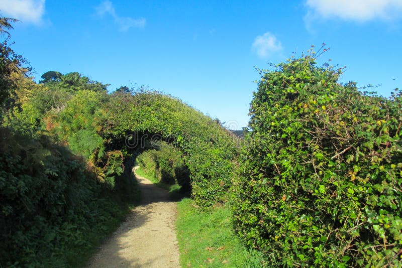 Path among green bushes stock image. Image of grass, cloud - 83472555