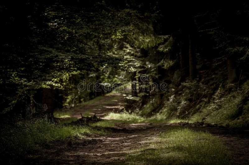 Path in the Green Dark Forest Stock Photo - Image of road, nooks: 200029644
