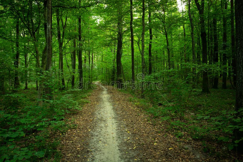 Long Path in a Green Deciduous Forest Stock Photo - Image of footpath ...