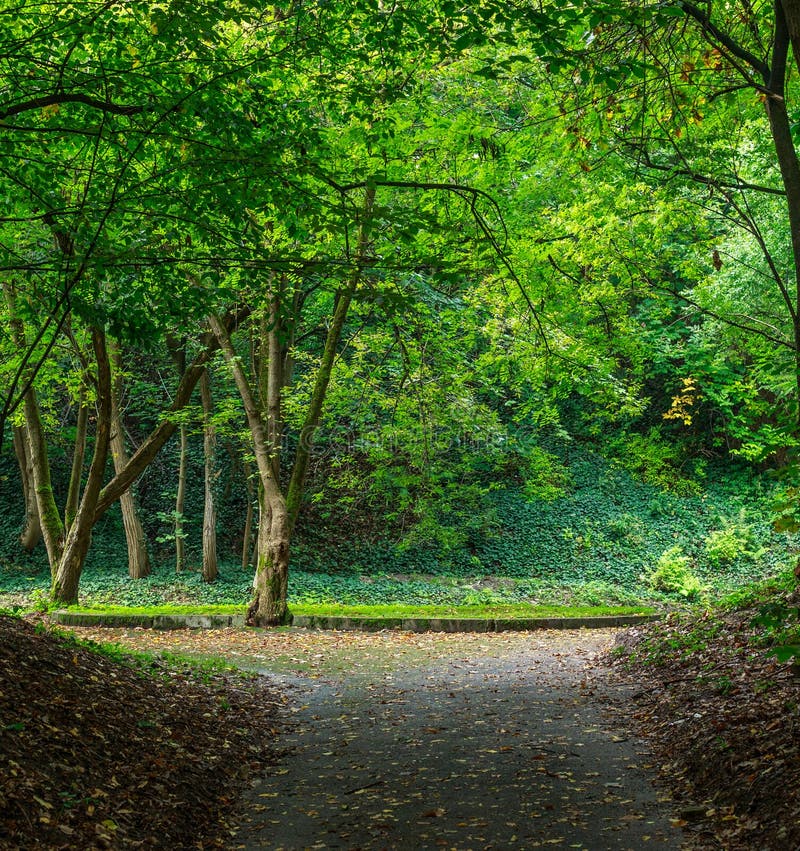 Path in Green Deciduous Forest Park among Trees, Hiking Trail Outdoors ...