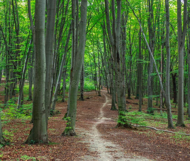 Path in Green Deciduous Forest Park among Trees, Hiking Trail Outdoors ...