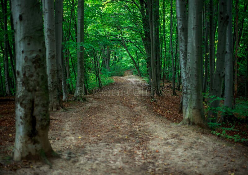 Path in Green Deciduous Forest Park among Trees, Hiking Trail Outdoors ...