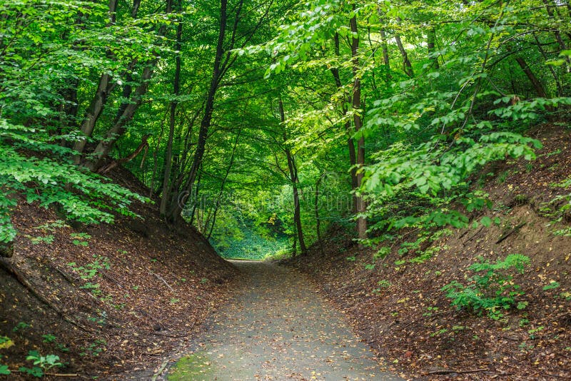 Path in Green Deciduous Forest Park among Trees, Hiking Trail Outdoors ...